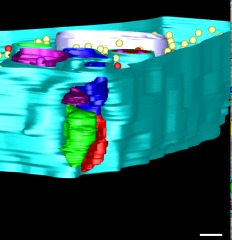 Retinal Cell Biology (UCSB) | Retinal images